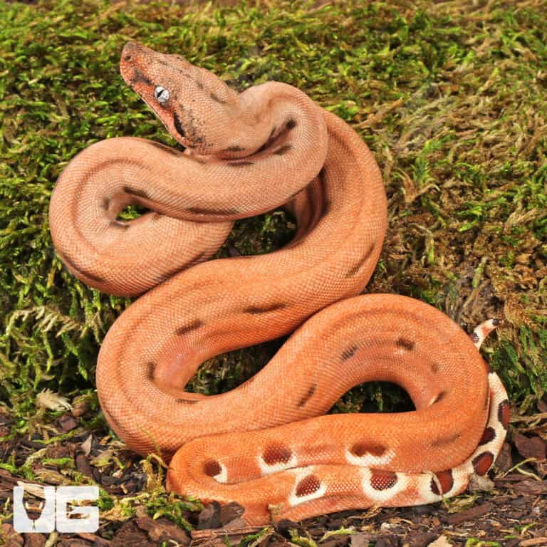 Baby Hypo Salmon Aby Scoria Boa For Sale - Underground Reptiles
