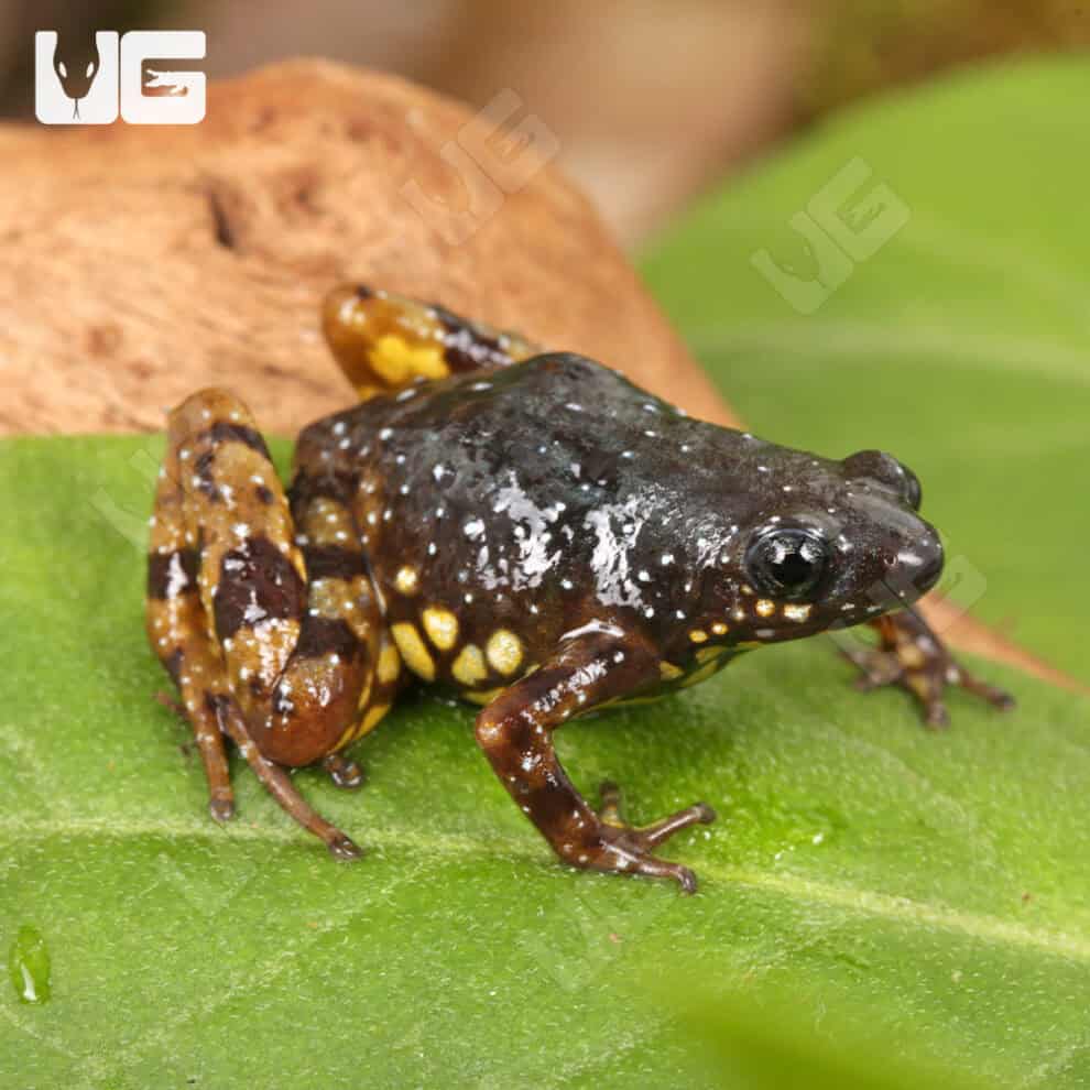 Saffron Bellied Frog (Chaperina fusca) For Sale - Underground Reptiles