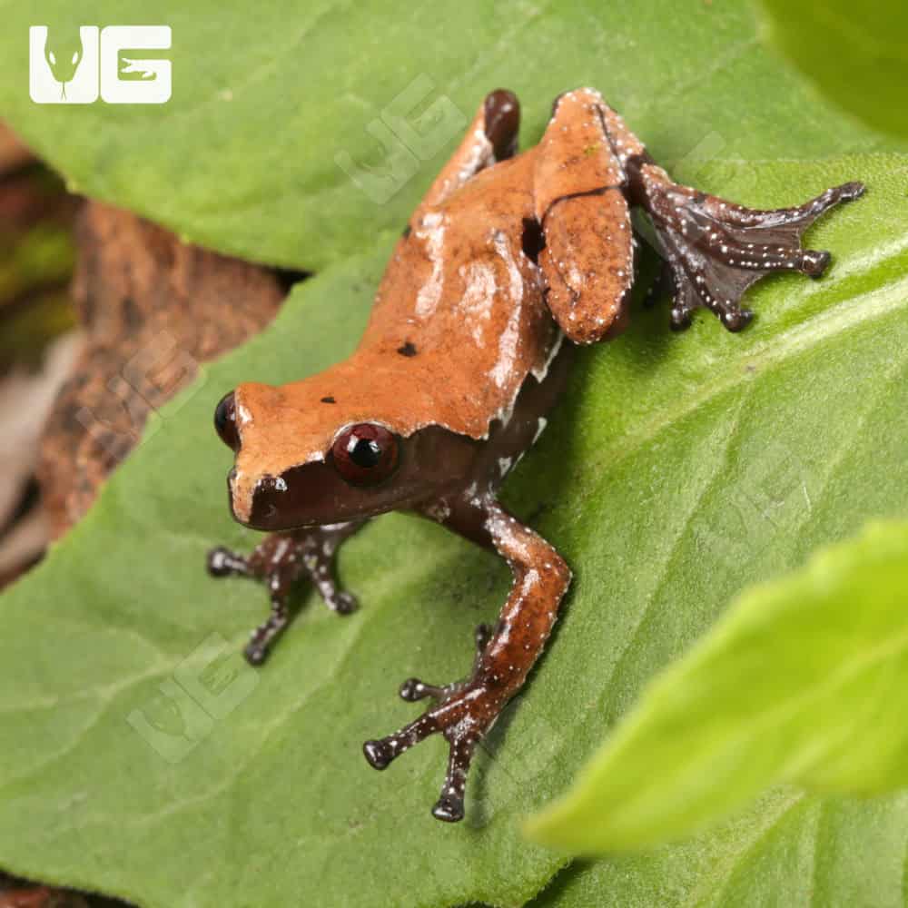 Smooth Skinned Warty Frog (Theloderma licin) For Sale - Underground ...