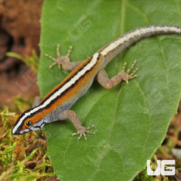 Wiegmann's Striped Geckos (Gonatodes vittatus) For Sale - Underground ...