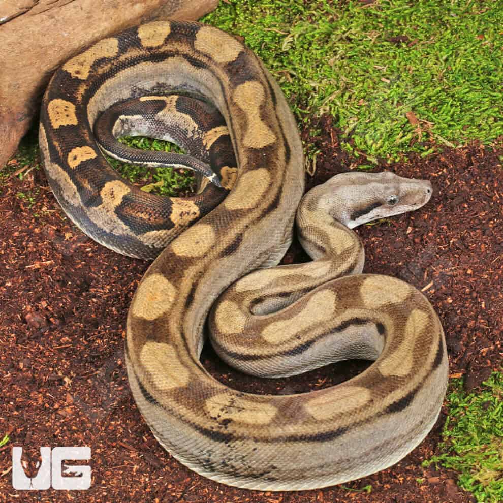 Motley Colombian Boa For Sale - Underground Reptiles