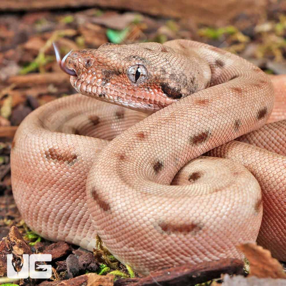 Boas For Sale - Underground Reptiles