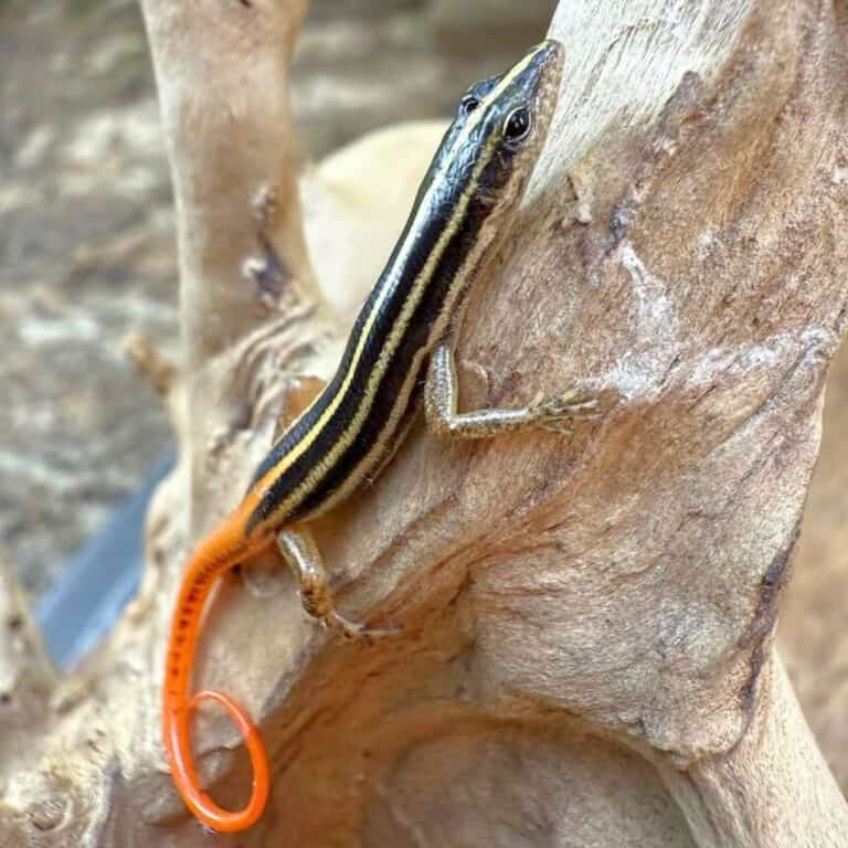 Yellow Striped Tree Skinks For Sale - Underground Reptiles