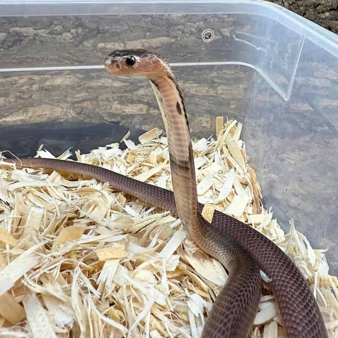 Venomous Snakes & Lizards For Sale - Underground Reptiles