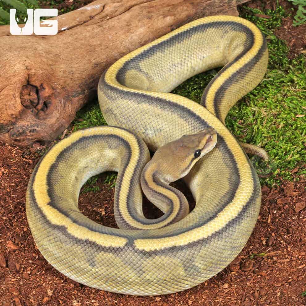 Hypo Genetic Stripe Ball Python For Sale - Underground Reptiles