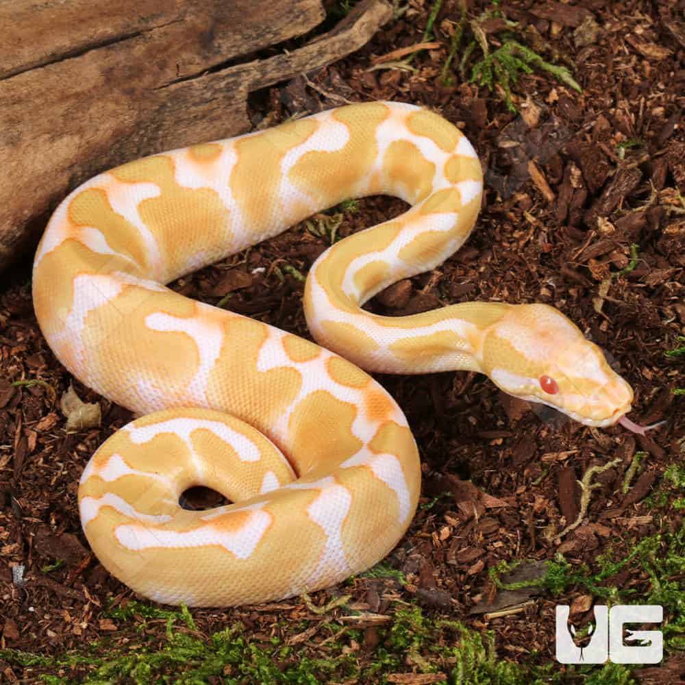 Baby Albino Enchi Yellowbelly Ball Python For Sale - Underground Reptiles