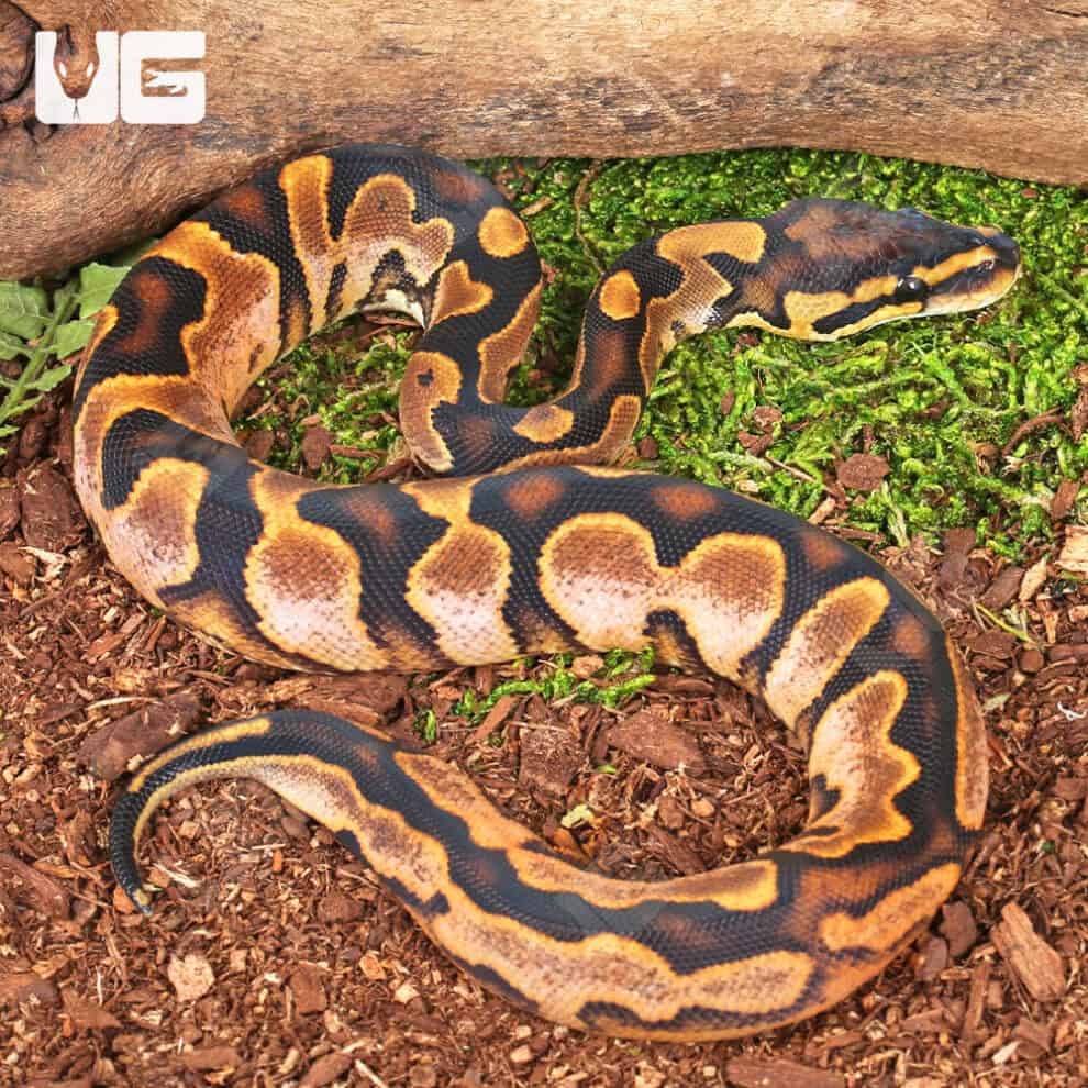Baby Calico Fire Ball Python For Sale - Underground Reptiles