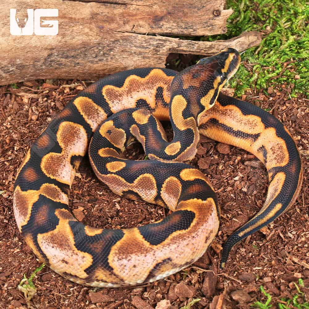 Ball Pythons For Sale - Underground Reptiles