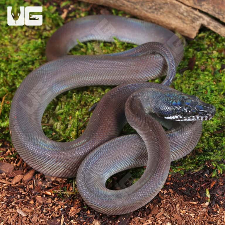 Baby Southern White Lipped Python For Sale - Underground Reptiles