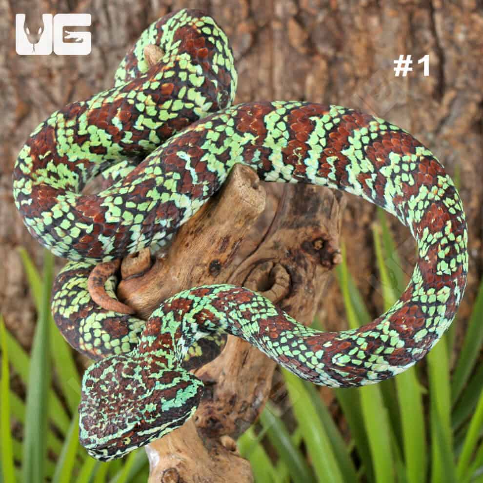Broad-Banded Temple Pit Viper (Tropidolaemus laticintus) For Sale ...