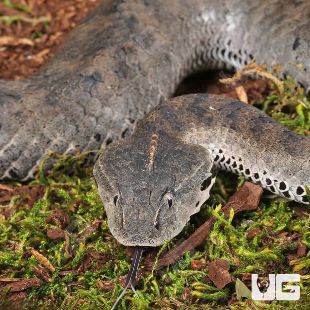 Papuan Death Adder Trio (Acanthophis laevis) For Sale - Underground ...