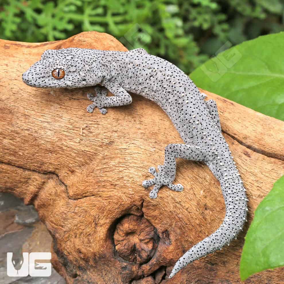Geckos For Sale - Underground Reptiles