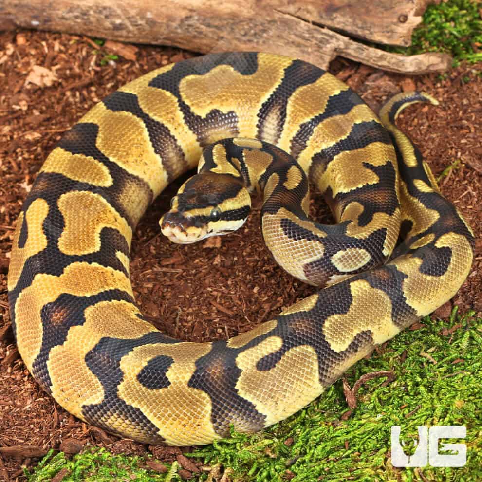 Baby Orange Dream Enchi D.H. VPI Axanthic Pied Ball Python For Sale ...