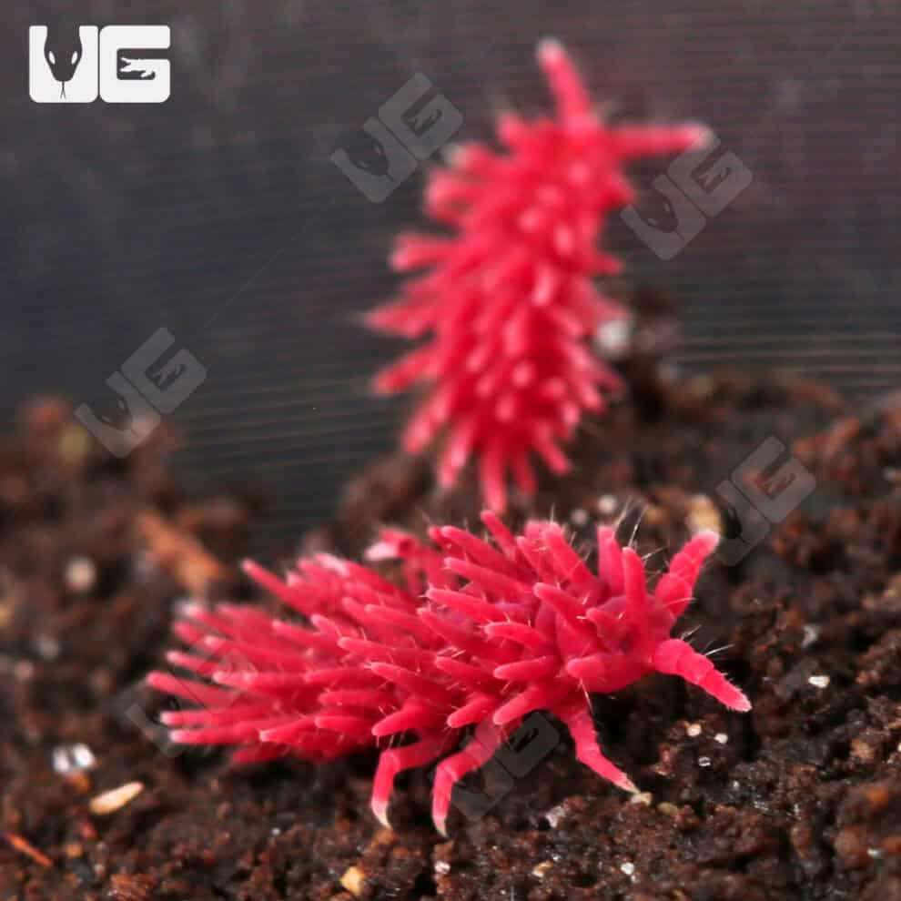 Pink Pinecone Springtail (Rambutanura sp) For Sale - Underground Reptiles