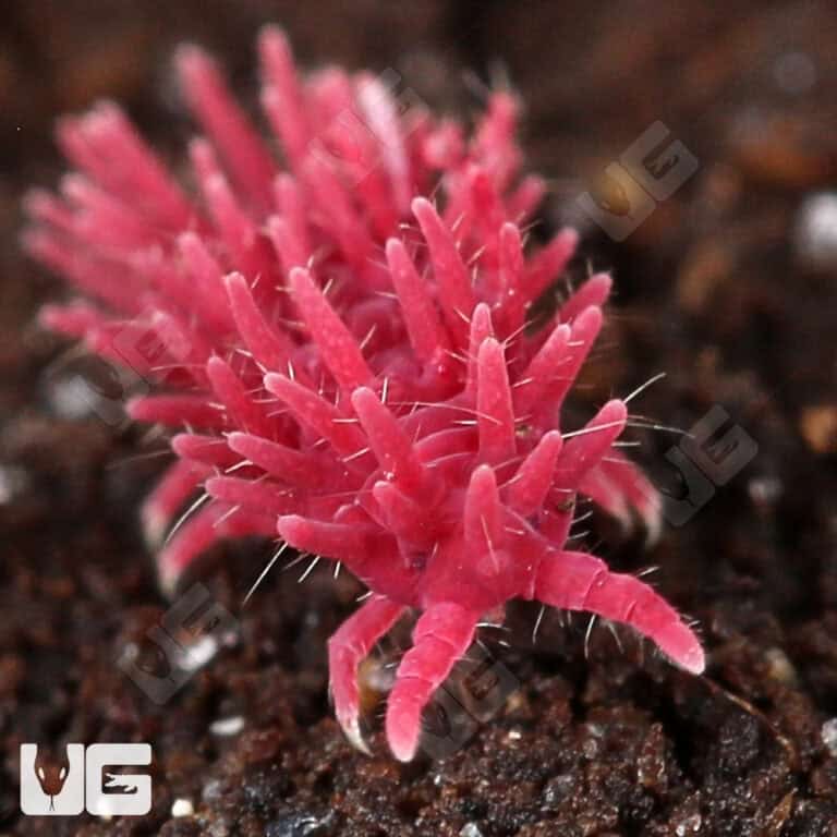 Pink Pinecone Springtail (Rambutanura sp) For Sale - Underground Reptiles