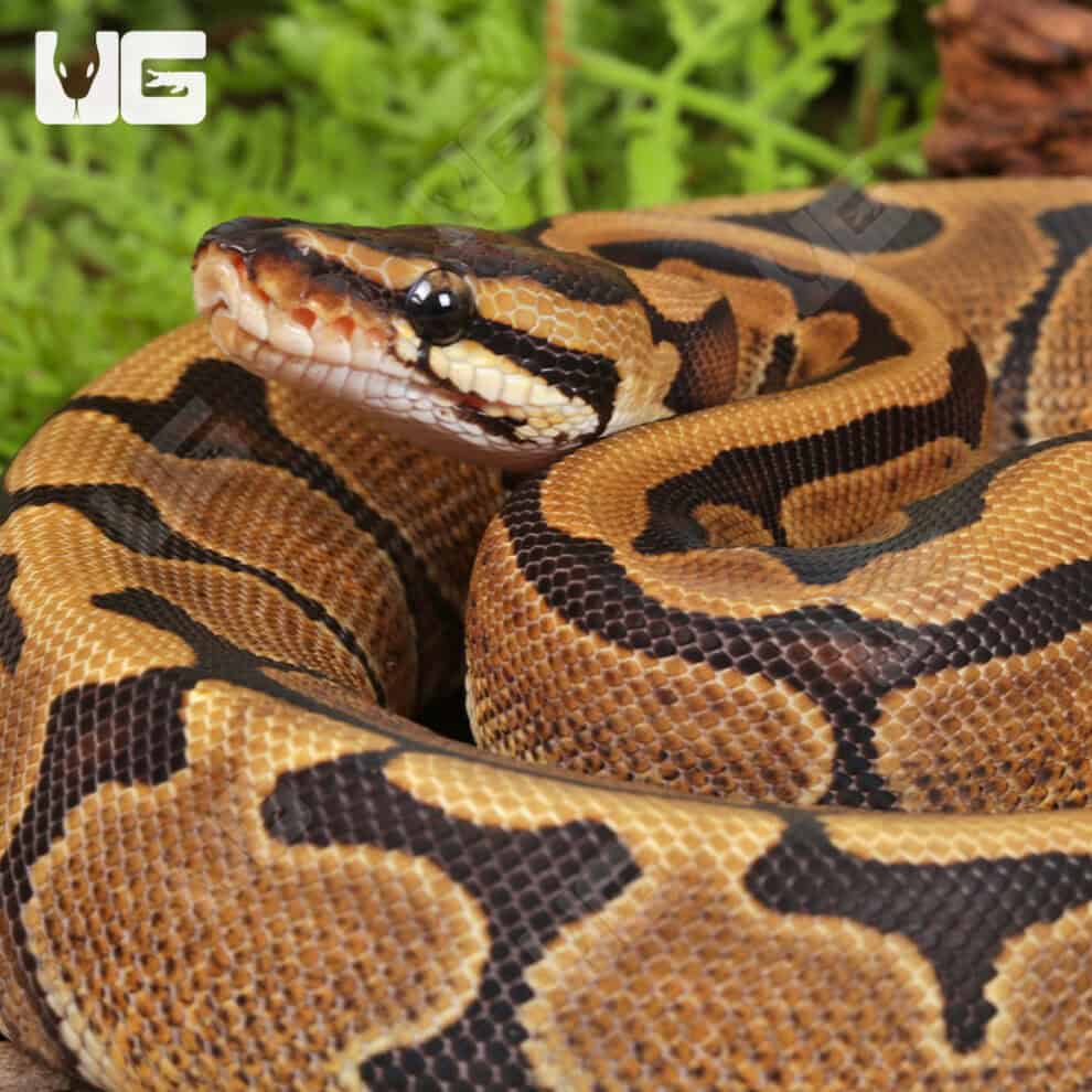 Baby Super Enchi Mojave Fire Ball Python For Sale - Underground Reptiles