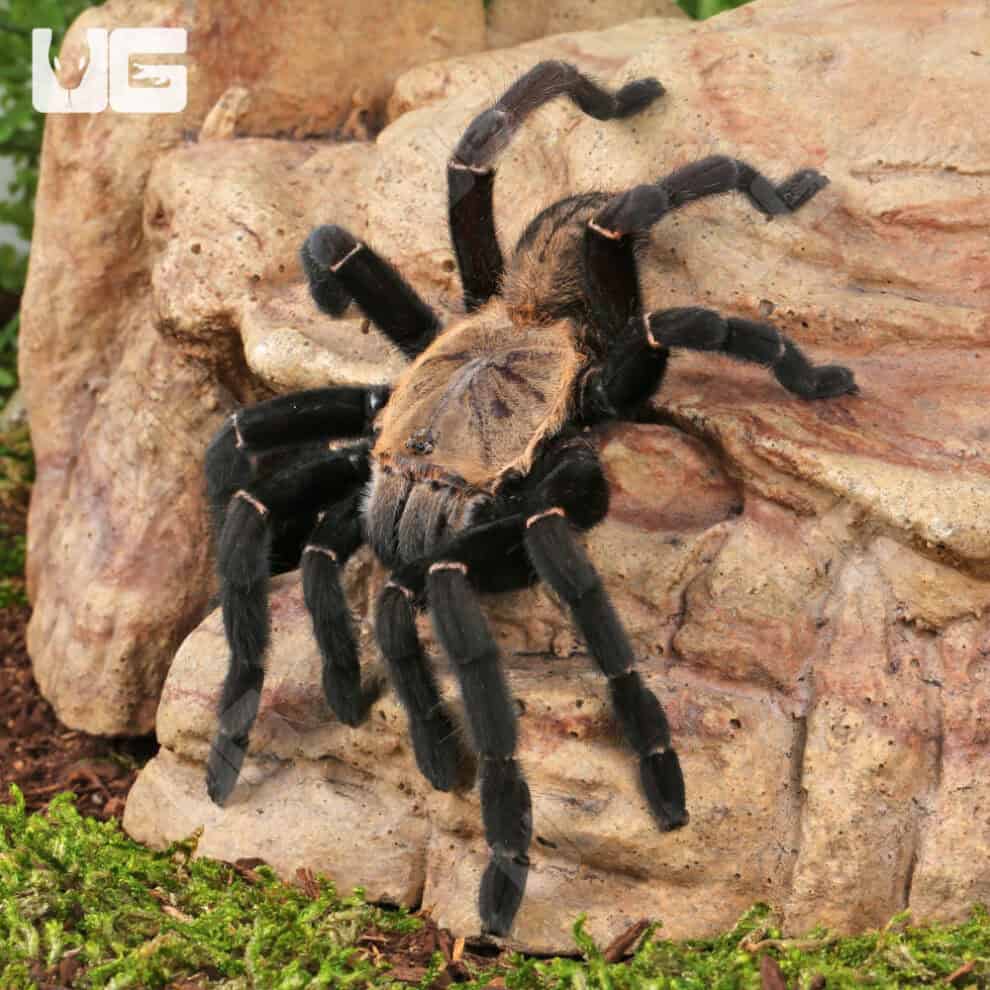 Tarantulas / Spiders Archives - Underground Reptiles