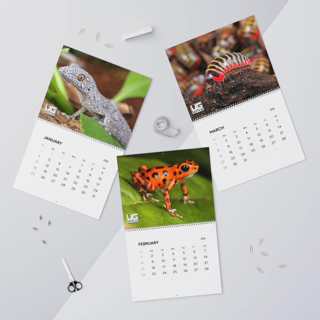 2026 Animal Photo Wall Calendar - Underground Reptiles