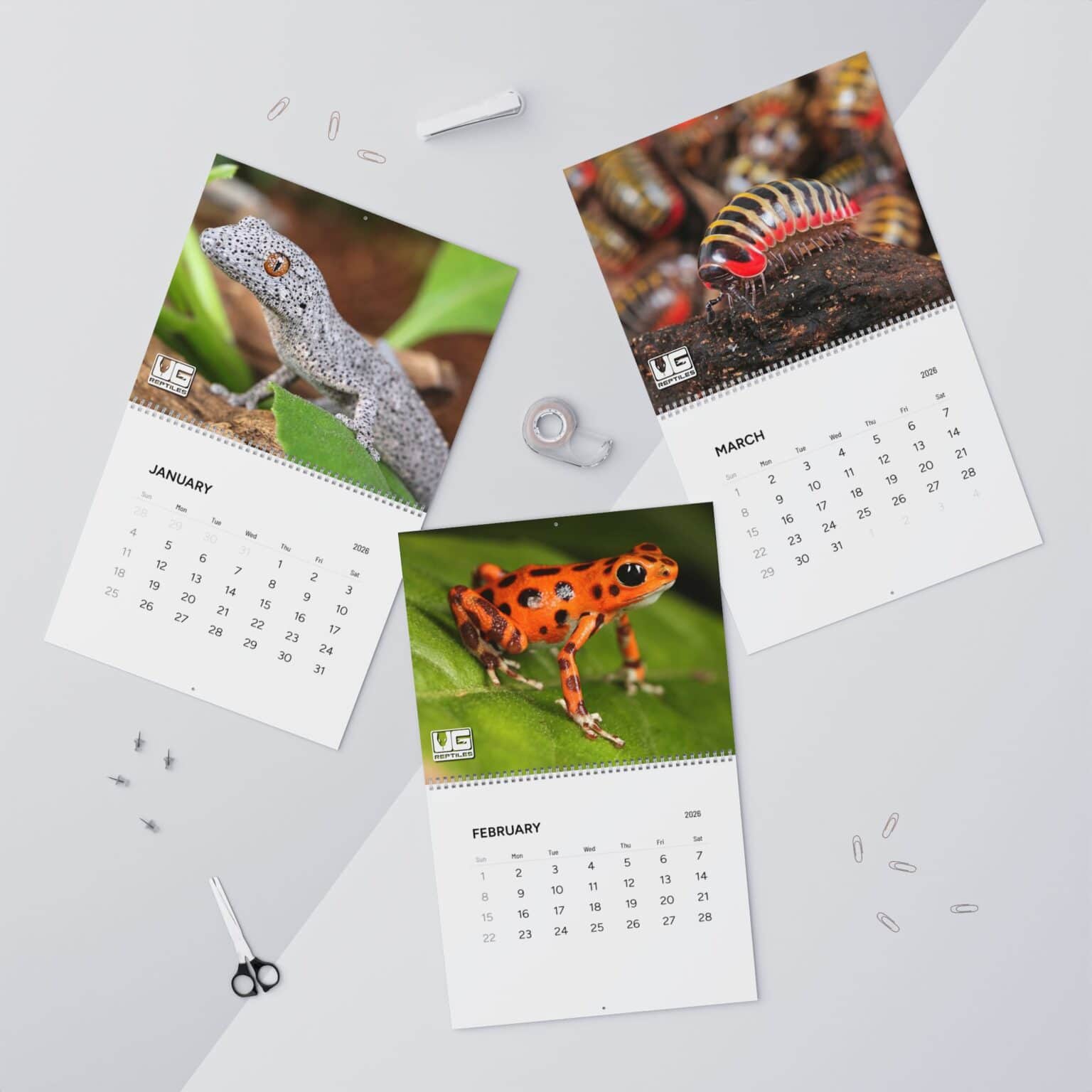2026 Animal Photo Wall Calendar - Underground Reptiles
