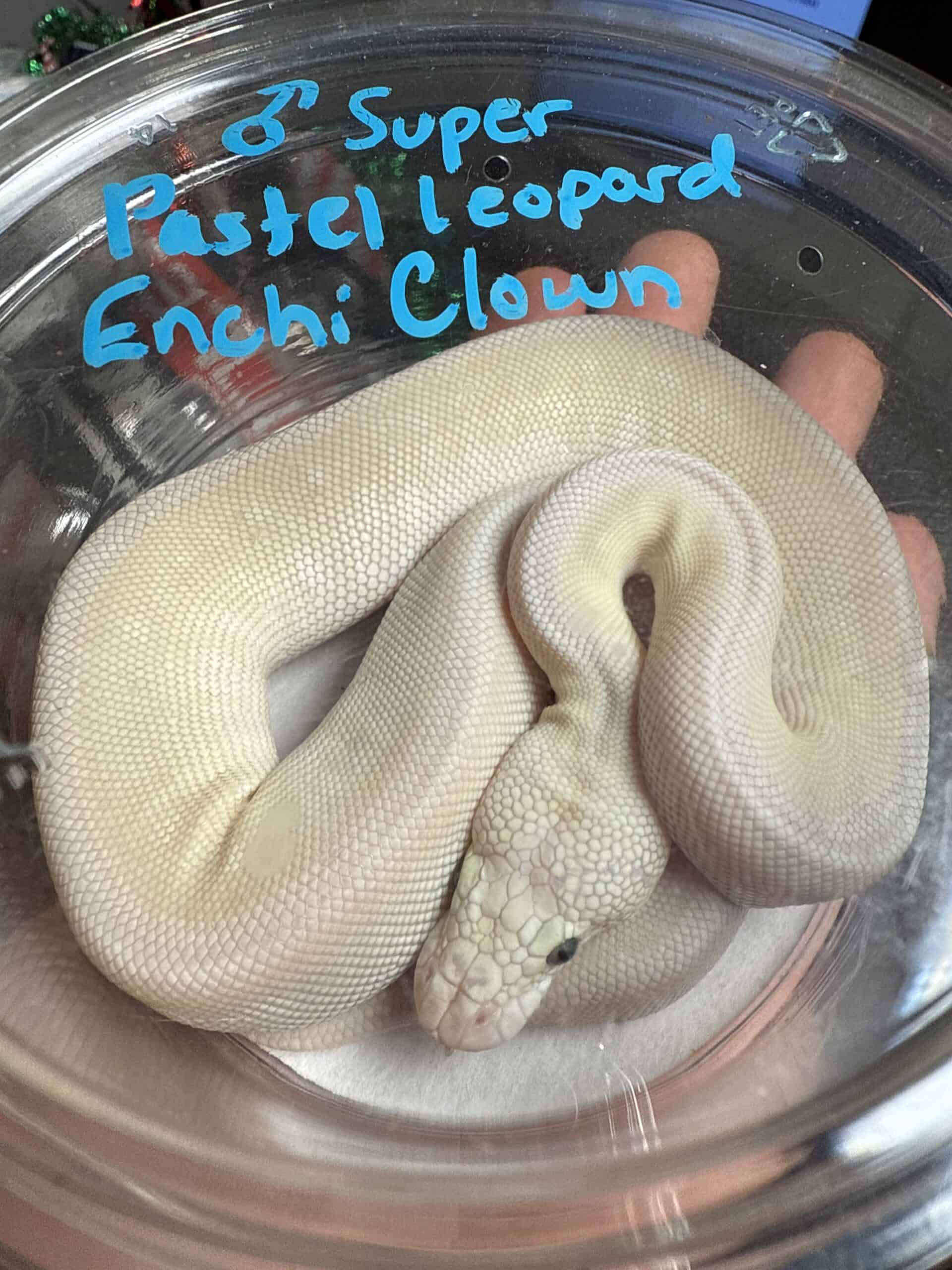 Banana Pastel Leopard OD Mahogany Het Clown Ball Python For Sale ...
