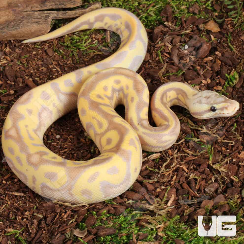 Banana Pastel Leopard OD Mahogany Het Clown Ball Python For Sale - Underground Reptiles