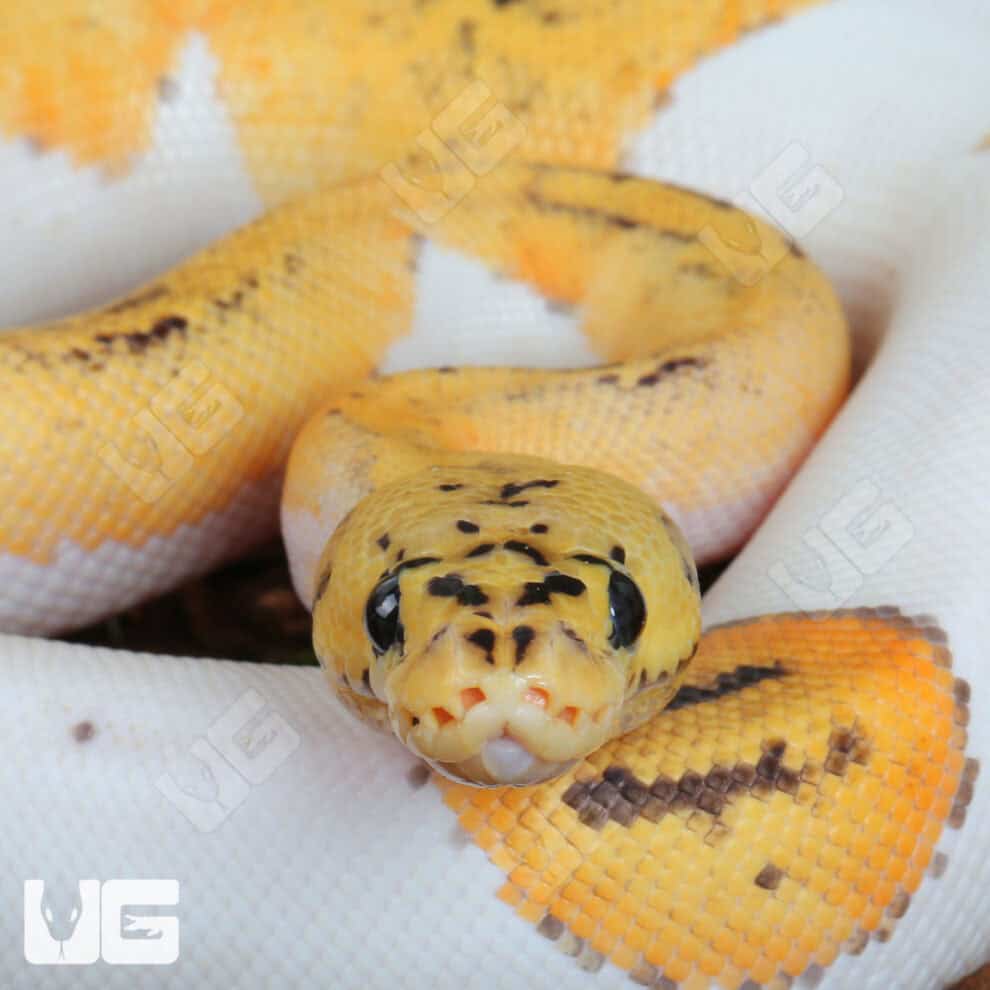 Pastel Fire Clown Pied Ball Python For Sale - Underground Reptiles