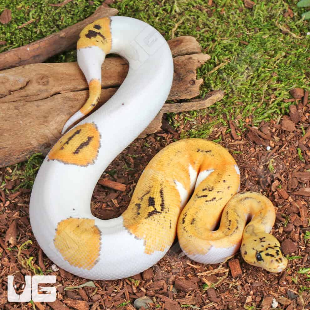 Pastel Fire Clown Pied Ball Python For Sale - Underground Reptiles