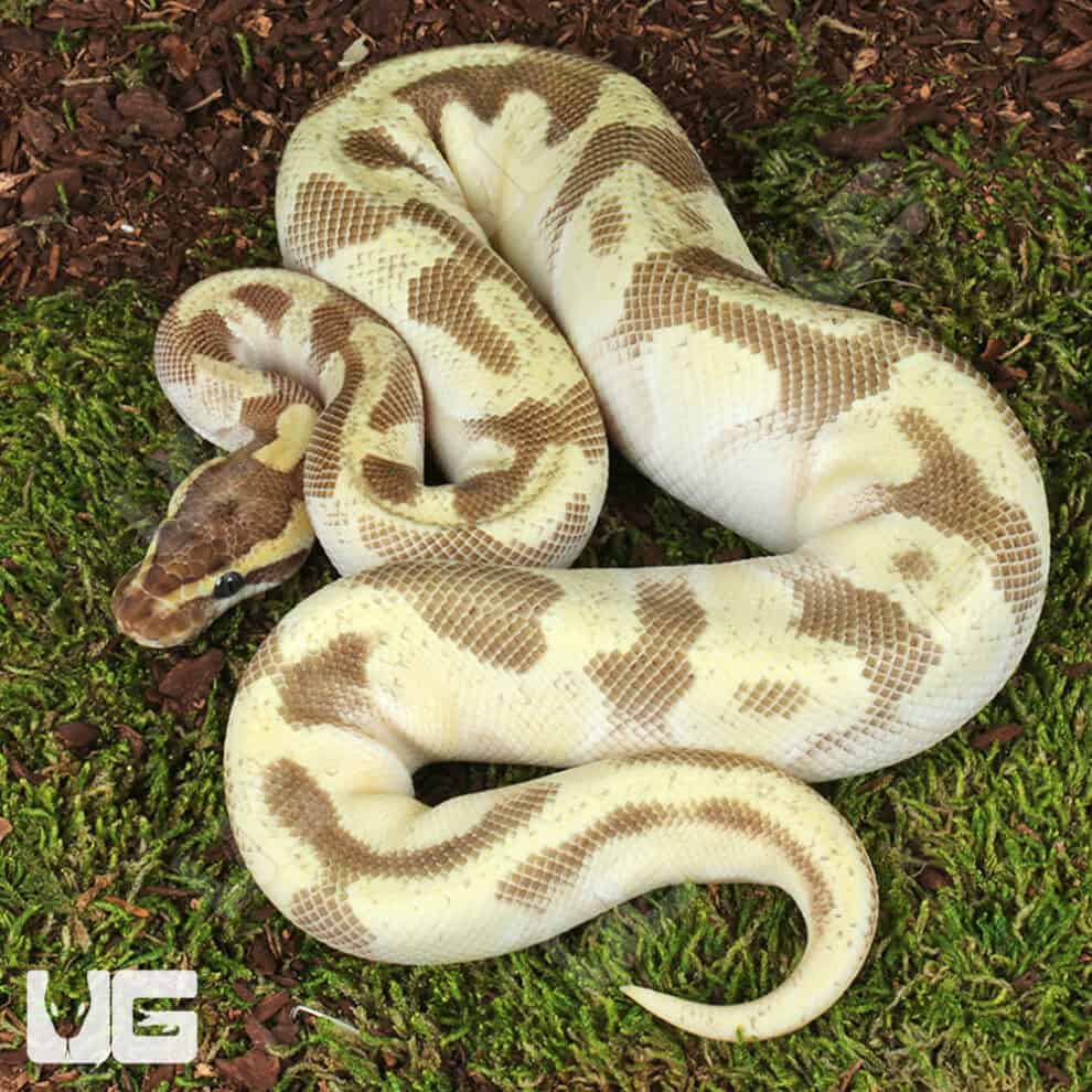 Adult Male Orange Dream Blade Fire Ball Python For Sale - Underground ...