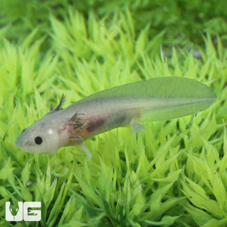 Hypo Melanistic Axolotls For Sale - Underground Reptiles