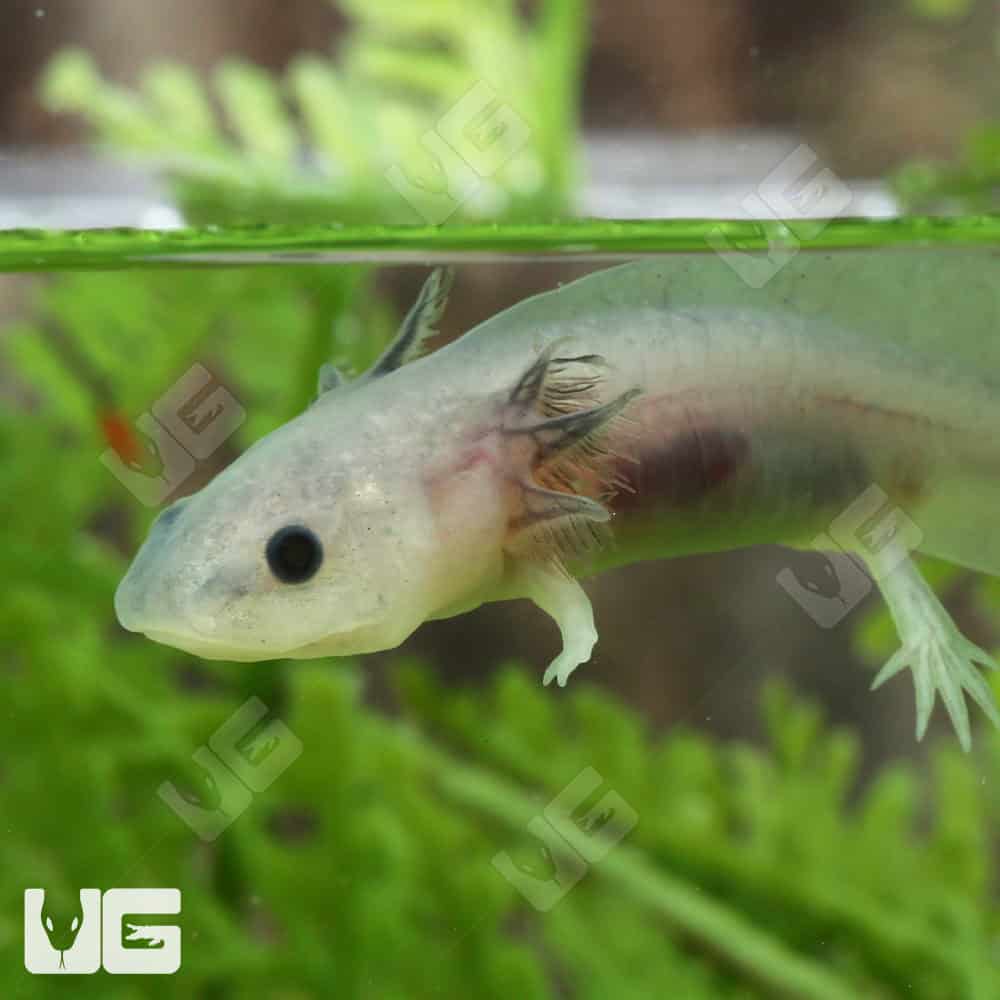 Axolotls For Sale - Underground Reptiles