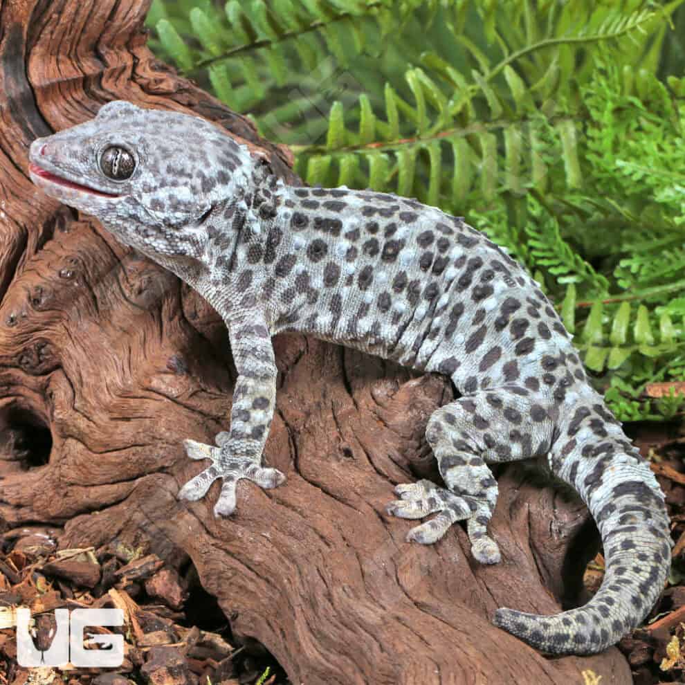 Blue Granite Tokay Gecko for sale - Underground Reptiles