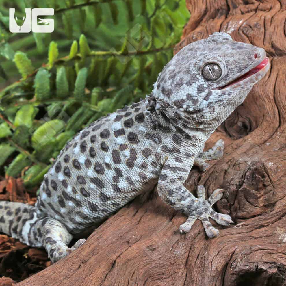 Blue Granite Tokay Gecko for sale - Underground Reptiles