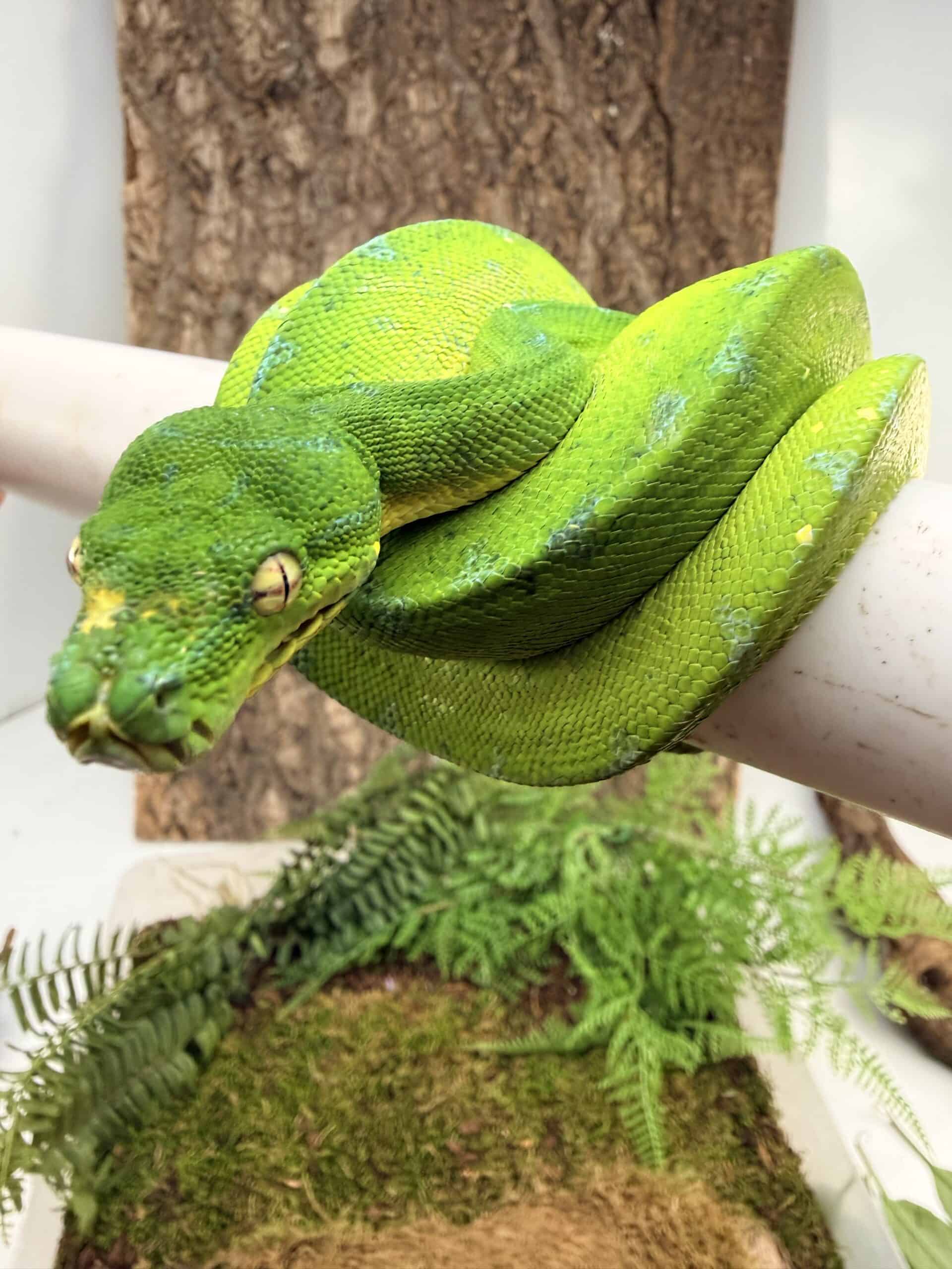 Baby Cyclops Mountain Green Tree Pythons (Morelia viridis) For Sale ...