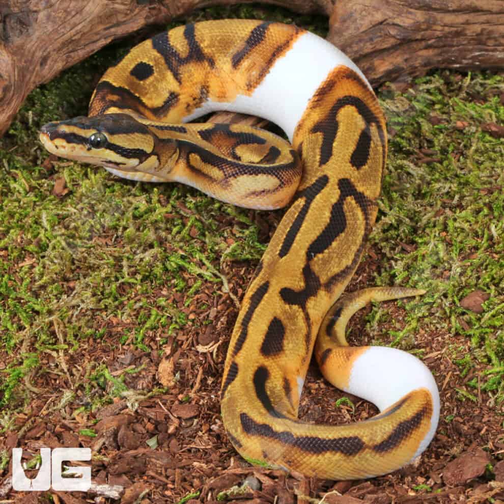 Baby Male Orange Dream Enchi Choclate Pied Ball Python For Sale ...