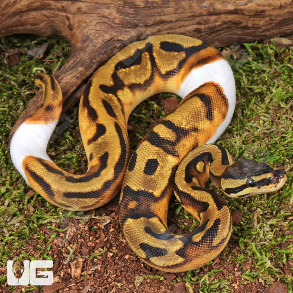 Baby Male Orange Dream Enchi Choclate Pied Ball Python For Sale ...