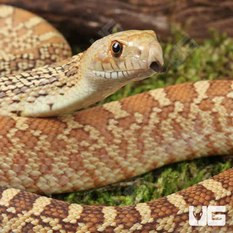 Garter, Gophers, Bull & Pine Snakes For Sale - Underground Reptiles