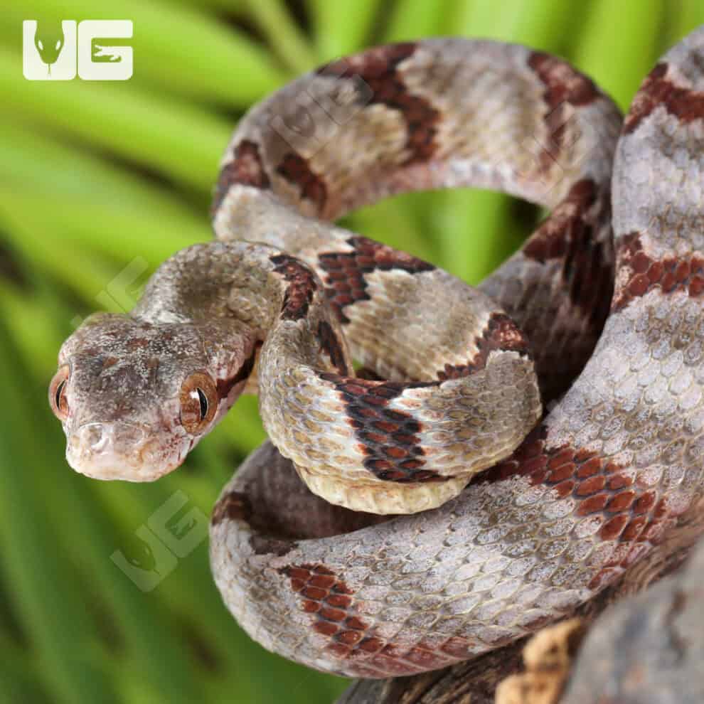 Silver Dog Toothed Cat Snakes For Sale - Underground Reptiles