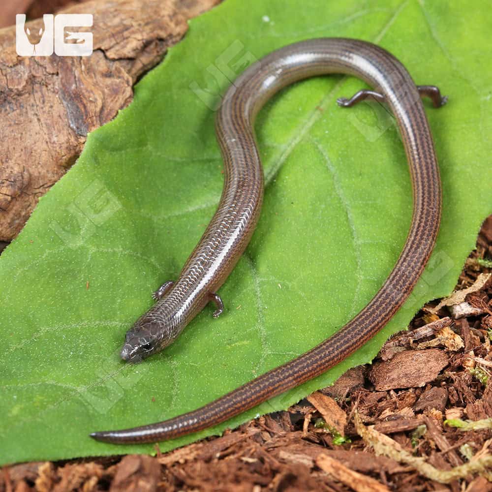 Supple Skinks (Subdoluseps bowringii) For Sale - Underground Reptiles