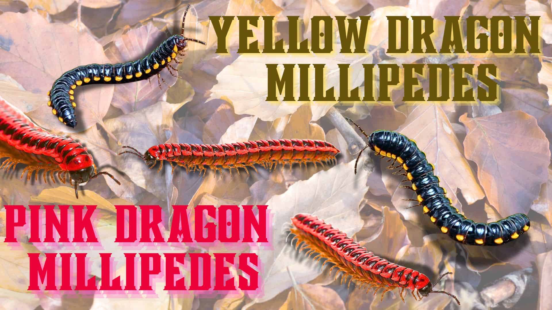 Underground Reptiles - Exotic Reptiles, Amphibians, Lizards and Mammals