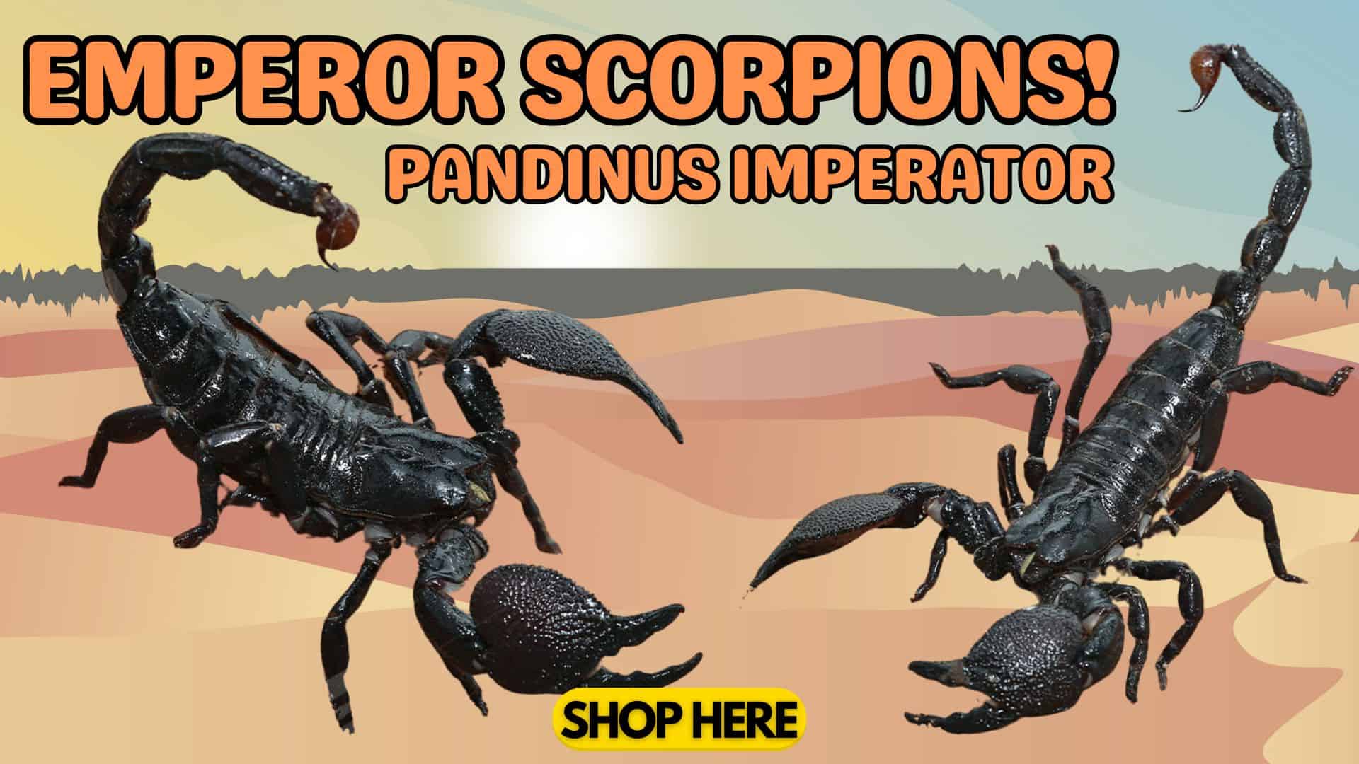 Underground Reptiles - Exotic Reptiles, Amphibians, Lizards and Mammals