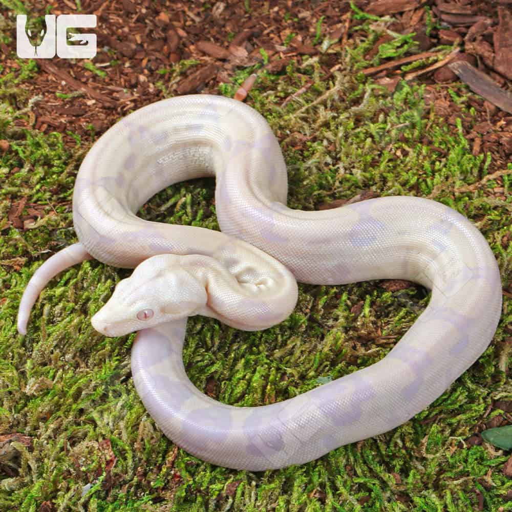 Baby Moonglow Redtail Boas For Sale - Underground Reptiles