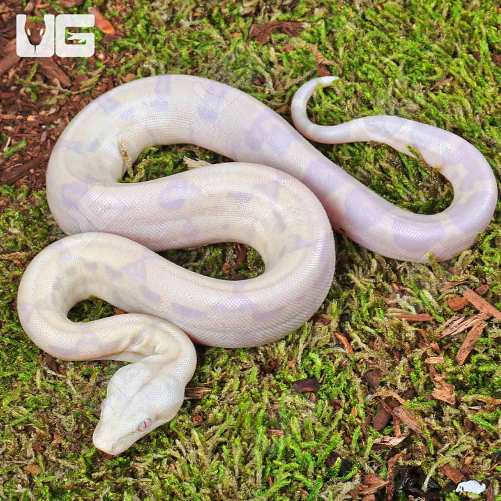 Baby Moonglow Redtail Boas For Sale - Underground Reptiles