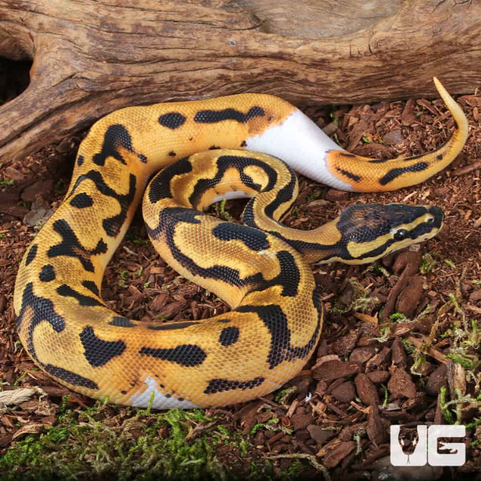 Baby Orange Dream Chocolate Pied Ball Python For Sale - Underground Reptiles