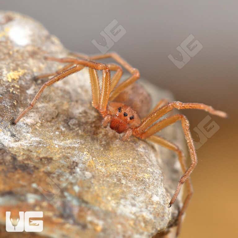 Chilean Six Eyed Sand Spider (Sicarius gracilis) For Sale - Underground ...