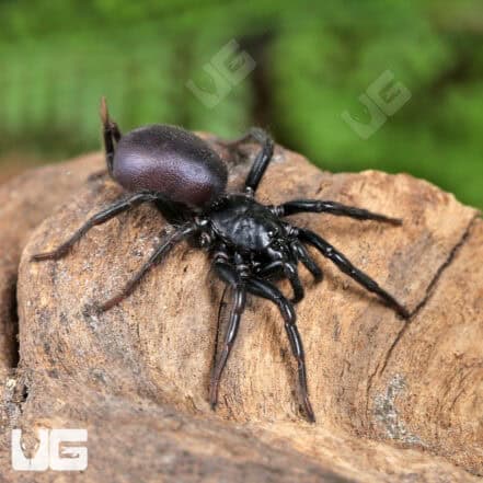 Chinese Funnel Web Spider (Macrothele palpator) For Sale - Underground ...