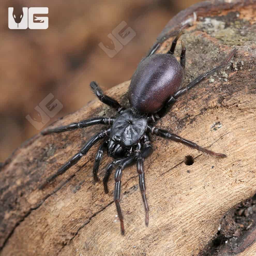 Chinese Funnel Web Spider (Macrothele palpator) For Sale - Underground ...