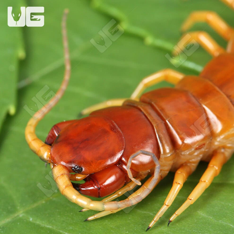 Giant Caribbean Centipede (Scolopendra alternans) For Sale ...