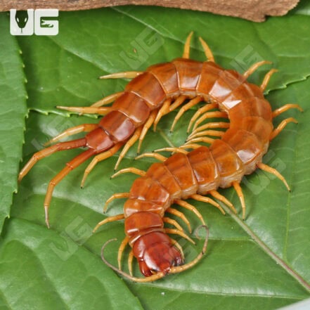Giant Caribbean Centipede (Scolopendra alternans) For Sale ...