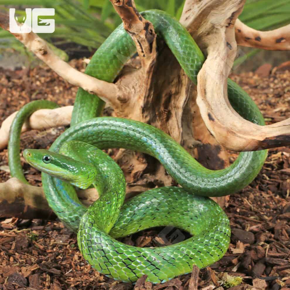 Green Bush Ratsnake For Sale - Underground Reptiles