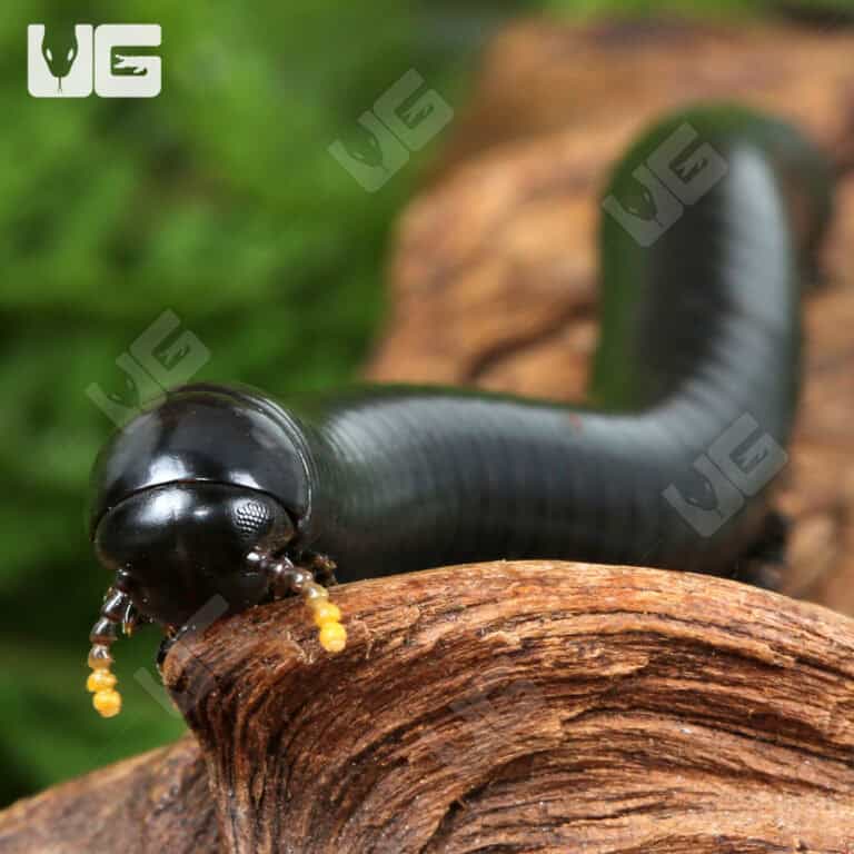 Talaibu Island Black Millipedes (Juliformia sp. Taliabu Island Black ...